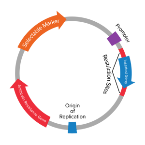Plasmids 101 What Is A Plasmid